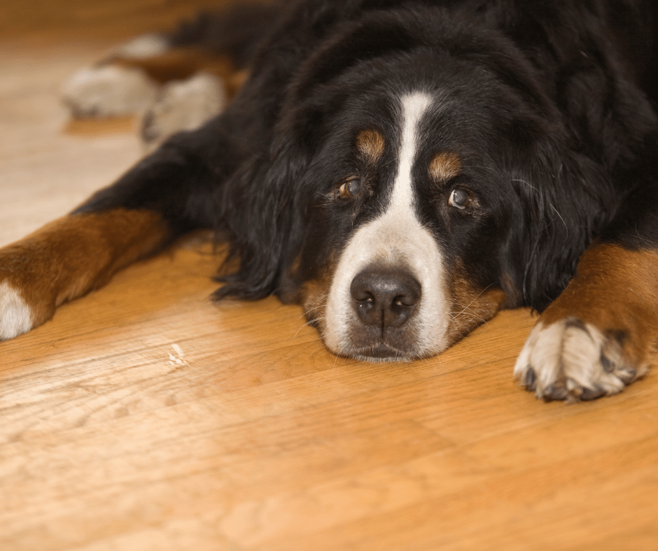 Heart Diseases In Dogs Parys Vet